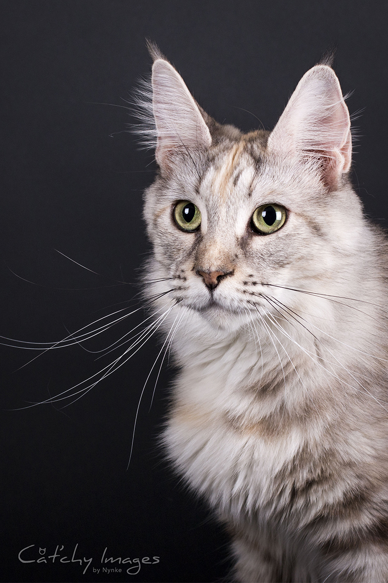 Maine Coon – Cat'chy Images