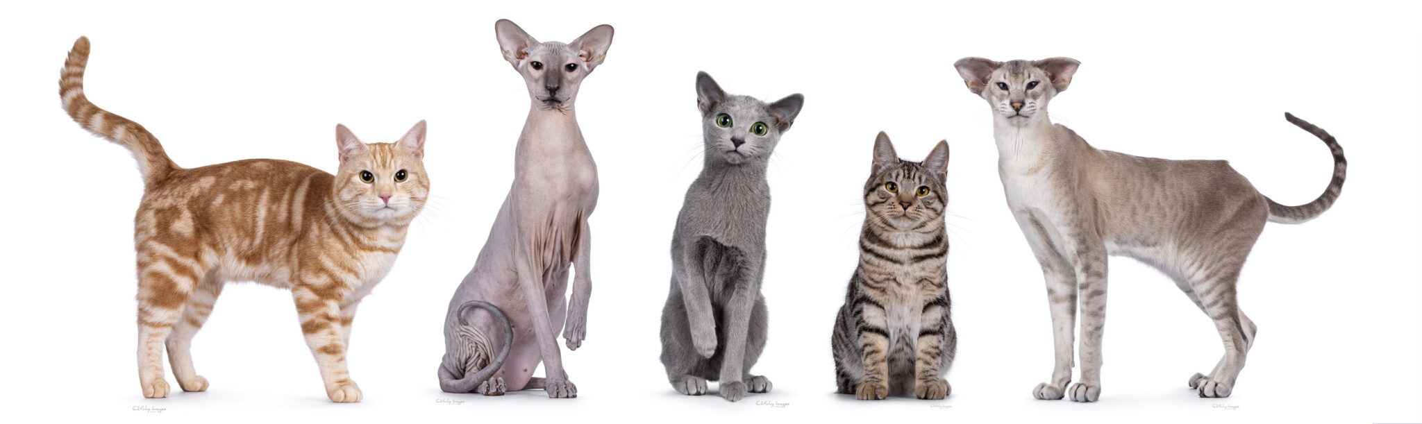 Register – Cat'chy Images